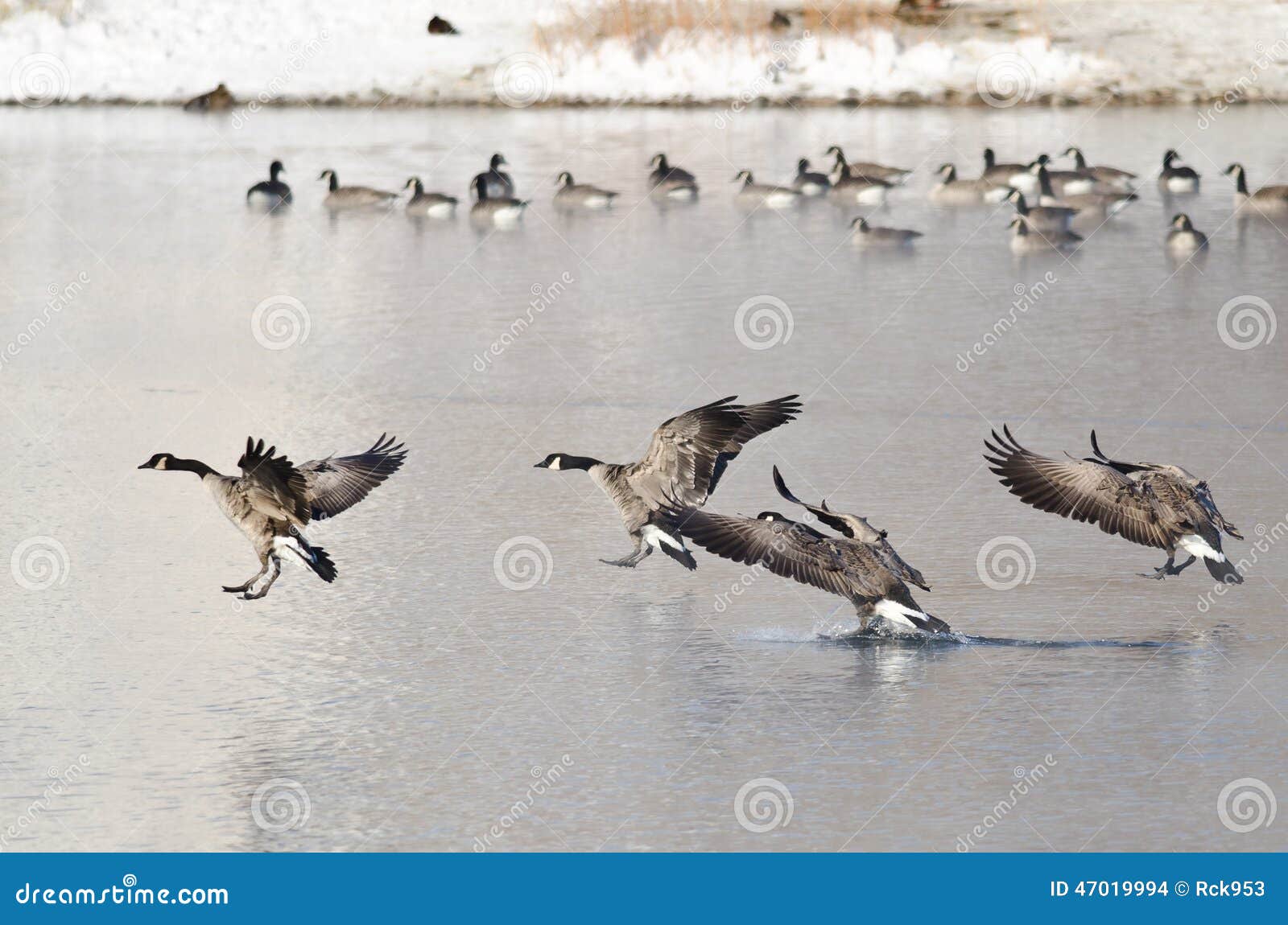 Canada Geese Landing on a Winter Lake Stock Photo - Image of wildlife ...