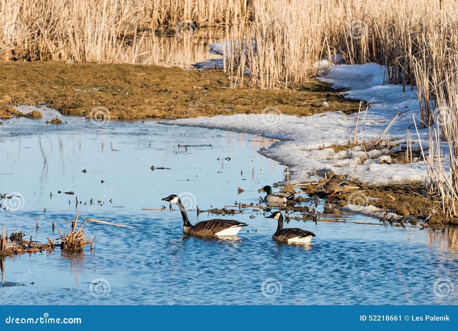 Canada Geese and Mallard Ducks Stock Image - Image of gander ...
