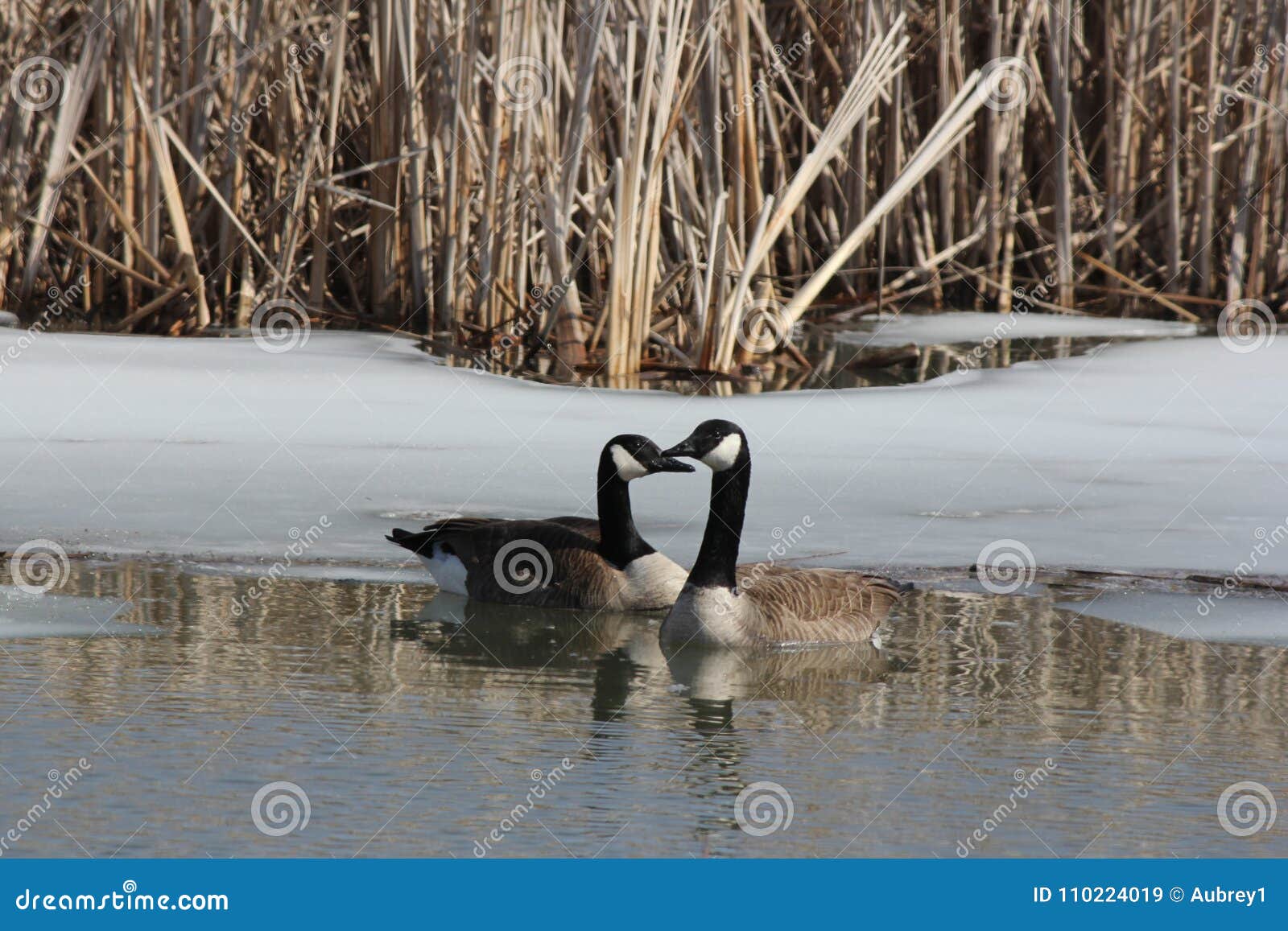 Canada Geese in Marsh stock image. Image of partially - 110224019