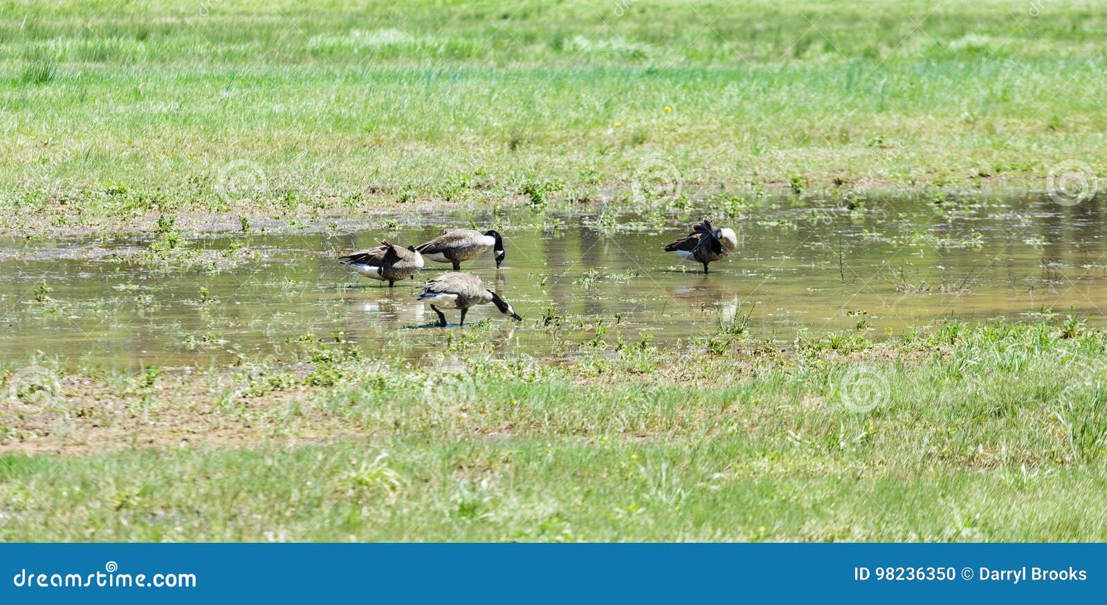 Canada Geese in Marsh stock photo. Image of geese, landscape - 98236350
