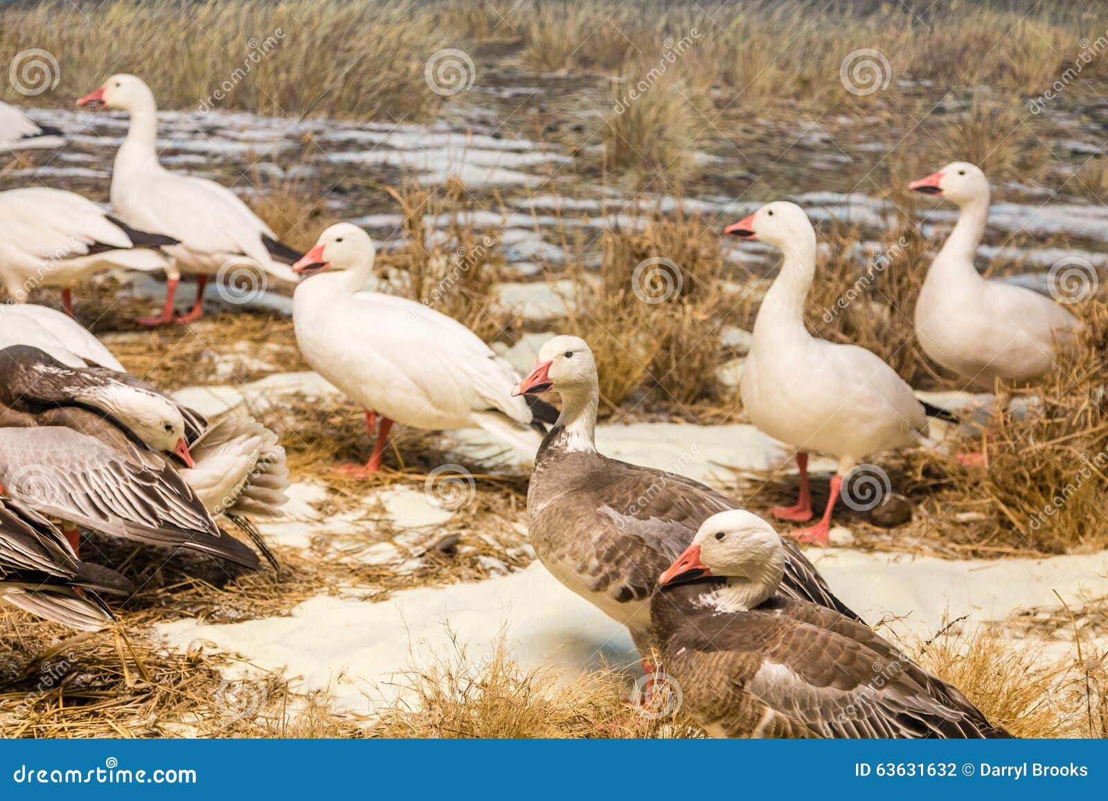 Canada Geese in Marsh stock photo. Image of marsh, pond - 63631632
