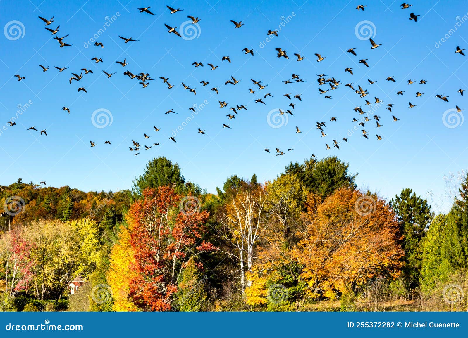 Canada geese migration stock photo. Image of landscape - 255372282