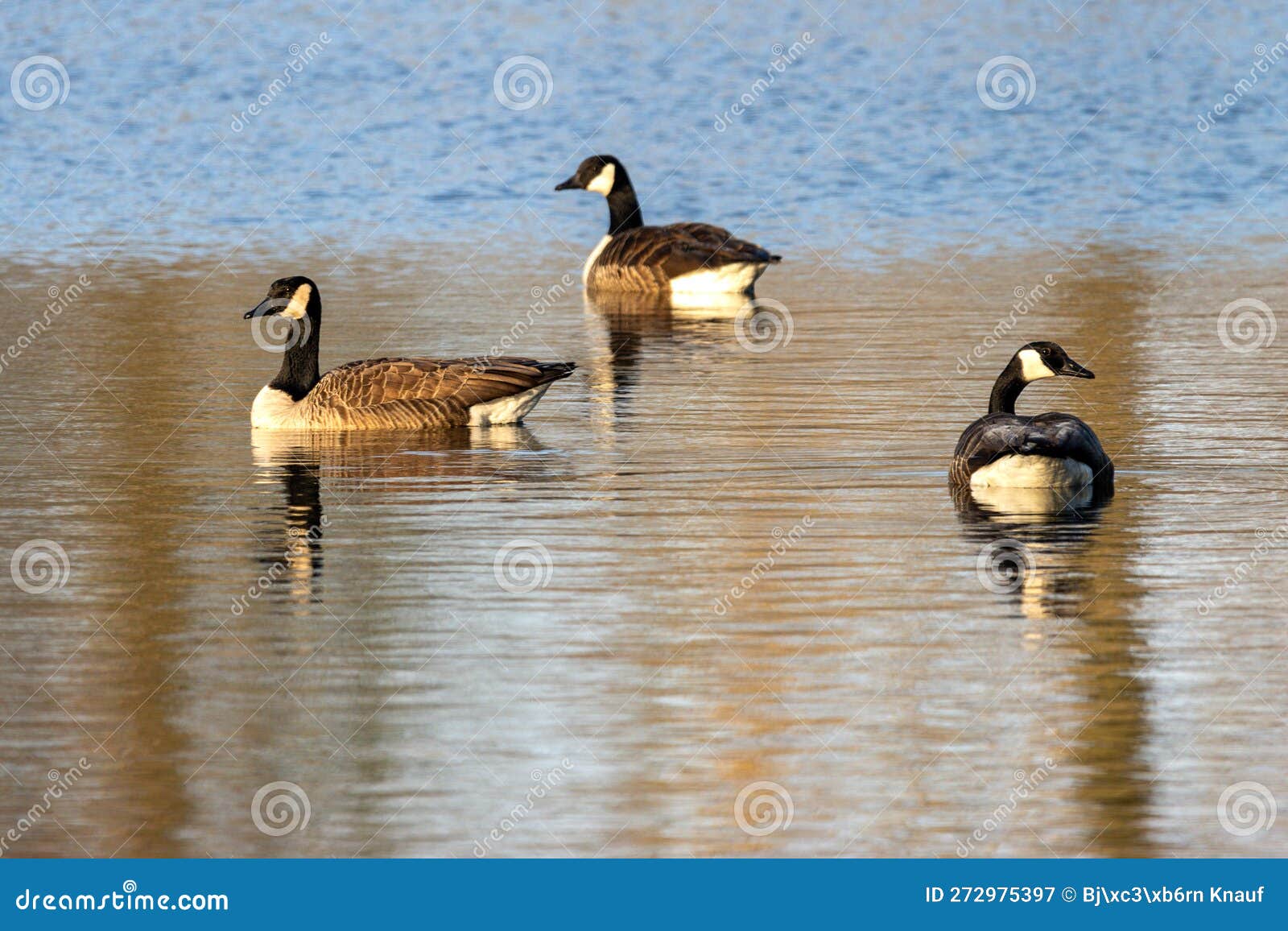 3 Canada Geese in the Morning Sun Stock Image - Image of location ...