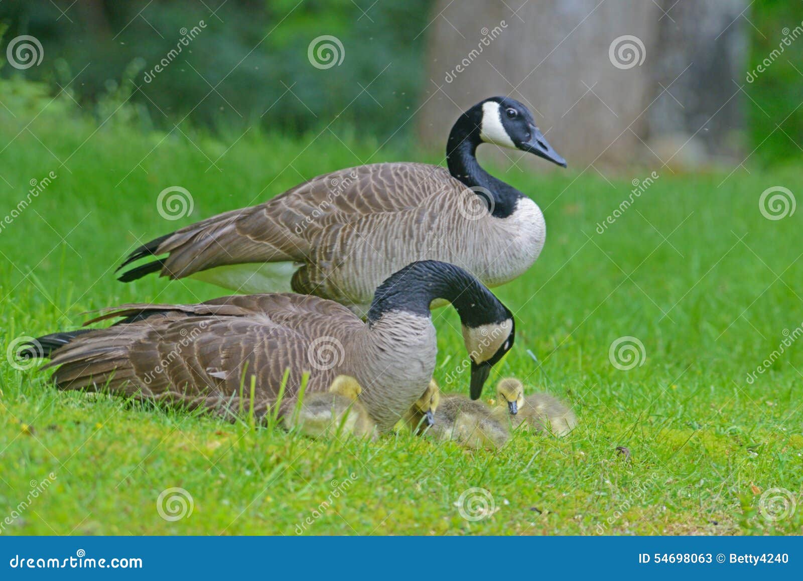 Canada Geese Pair with Babies in Green Grass. Stock Image - Image of ...