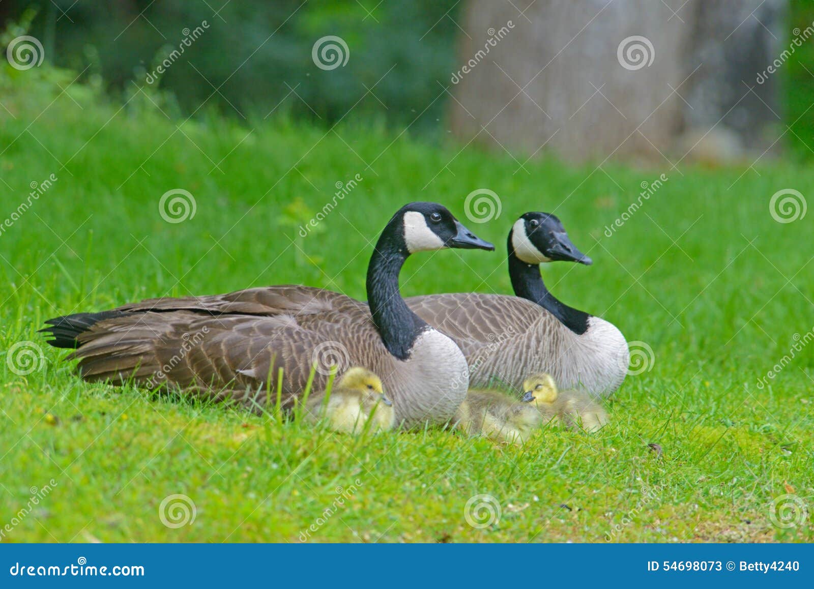 Canada Geese Pair with Babies in Green Grass. Stock Image - Image of ...