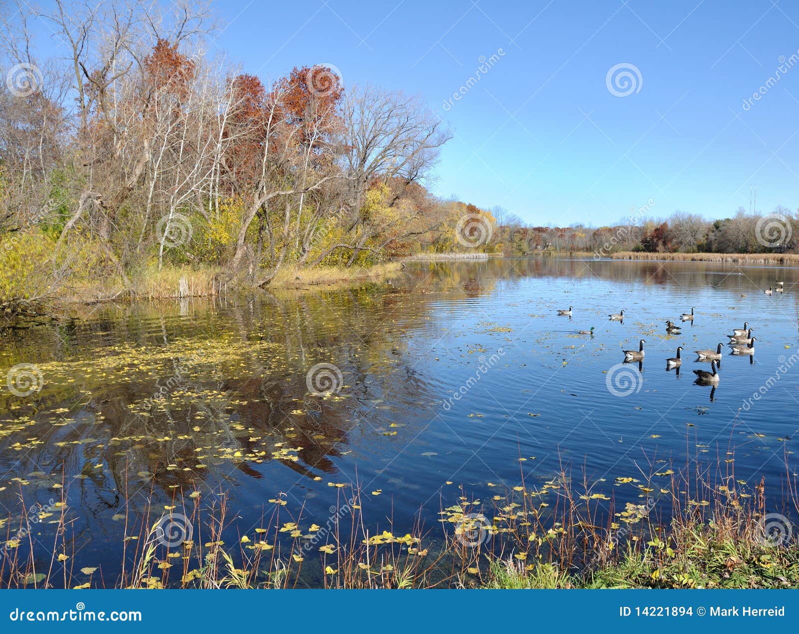Canada Geese on a Pond stock photo. Image of leaves, sunny - 14221894