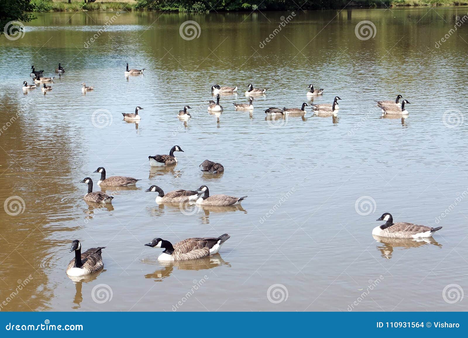 Canada Geese on a Pond stock photo. Image of wild, summer - 110931564