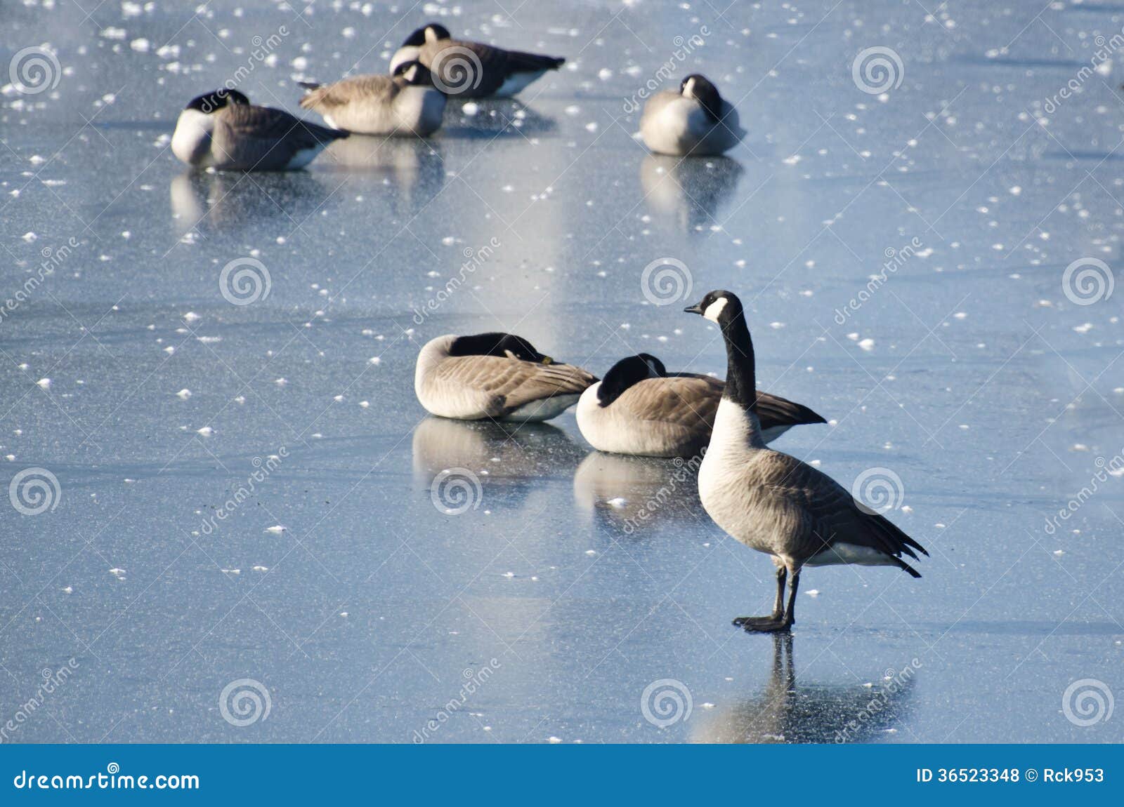 Canada Geese Resting on Frozen Lake Stock Photo - Image of canada, lake ...