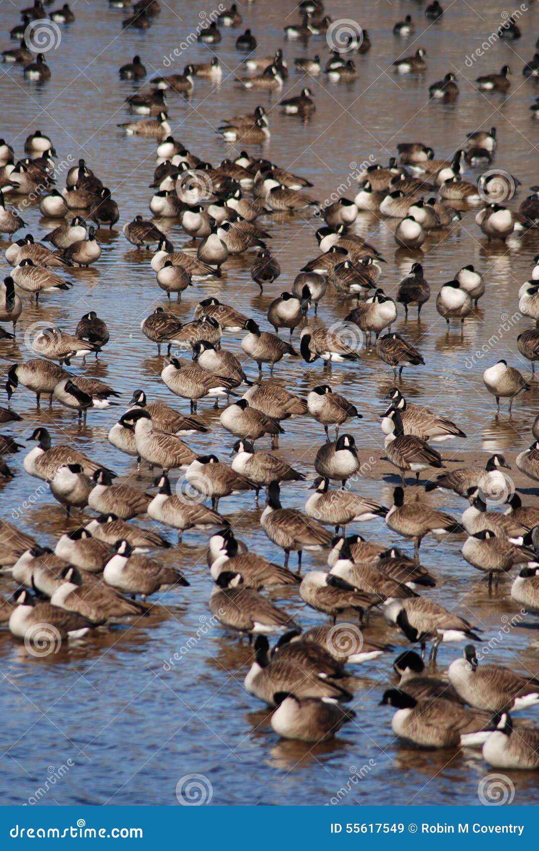 Canada Geese Resting in a Shallow Pool Stock Image - Image of birds ...