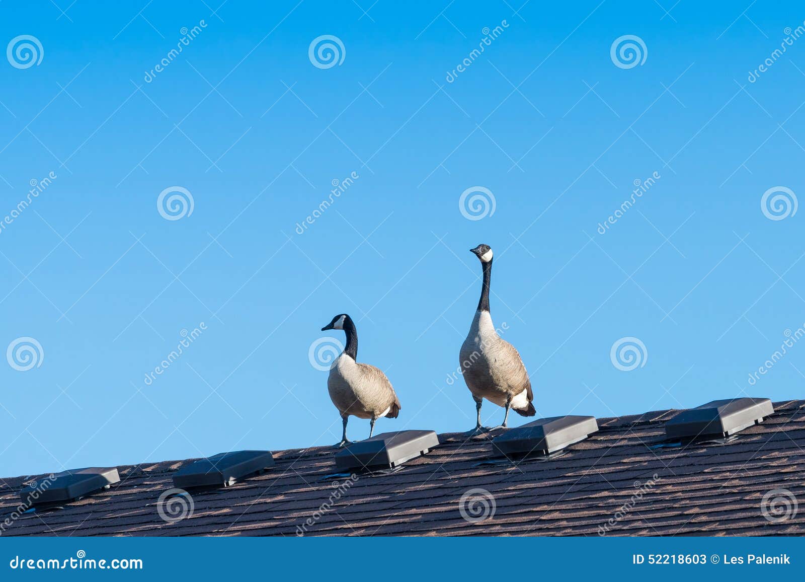 Canada Geese on a roof stock image. Image of canadensis - 52218603