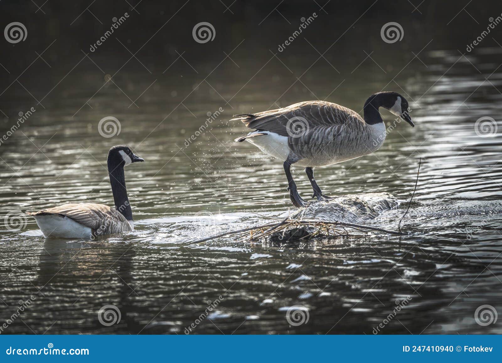 Canada Geese Searching To Build a Nest Stock Photo - Image of migration ...