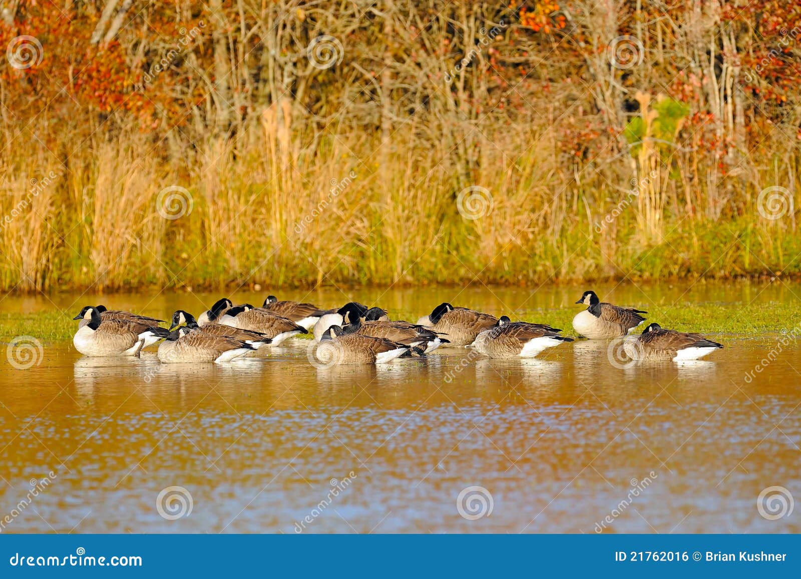 Canada Geese Sleeping stock photo. Image of inflight - 21762016
