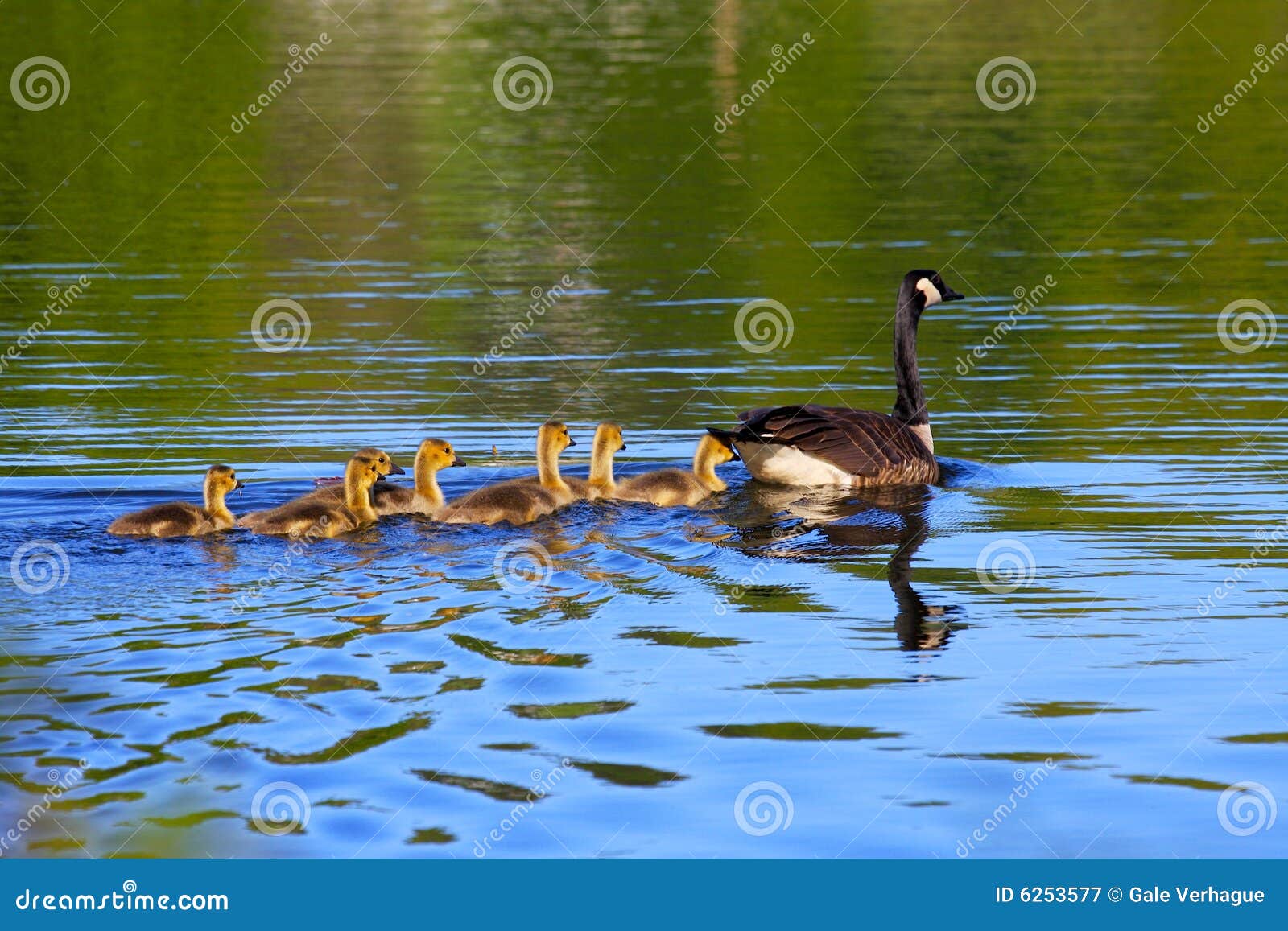 Canada Geese in Spring stock image. Image of green, little - 6253577