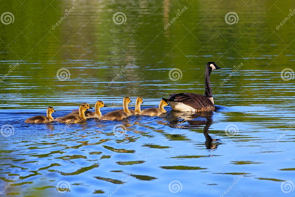 Canada Geese in Spring stock image. Image of green, little - 6253577