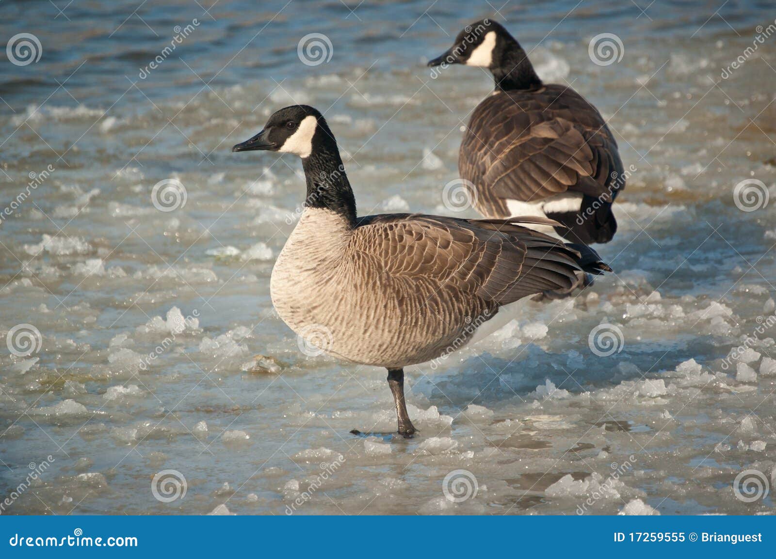 Canada Geese Standing on a Frozen Pond Stock Image - Image of slush ...