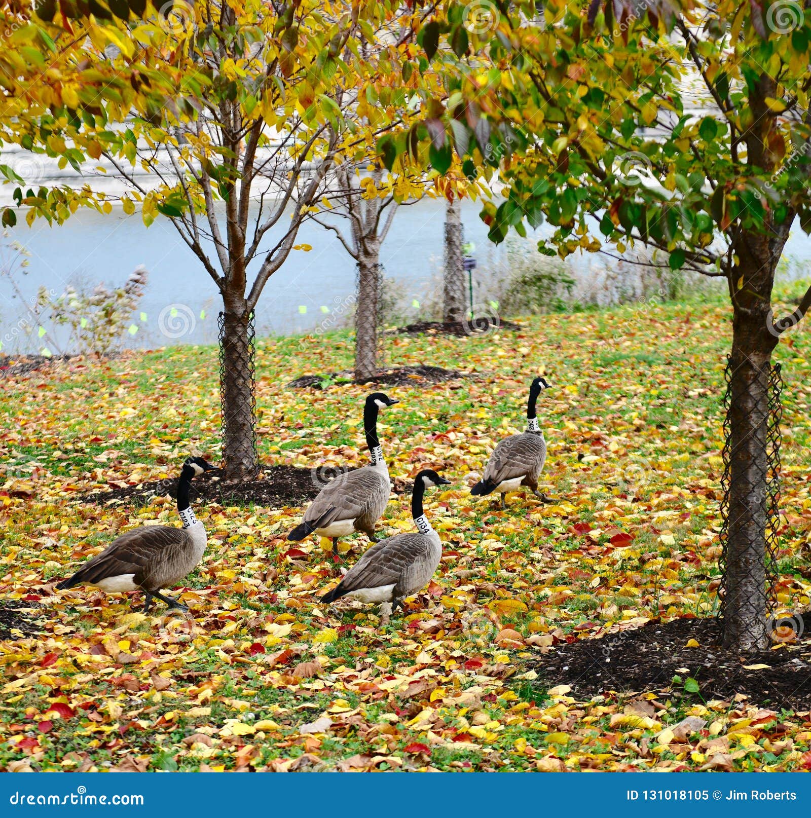 Canada Geese Strolling through Fallen Foliage Stock Image - Image of ...