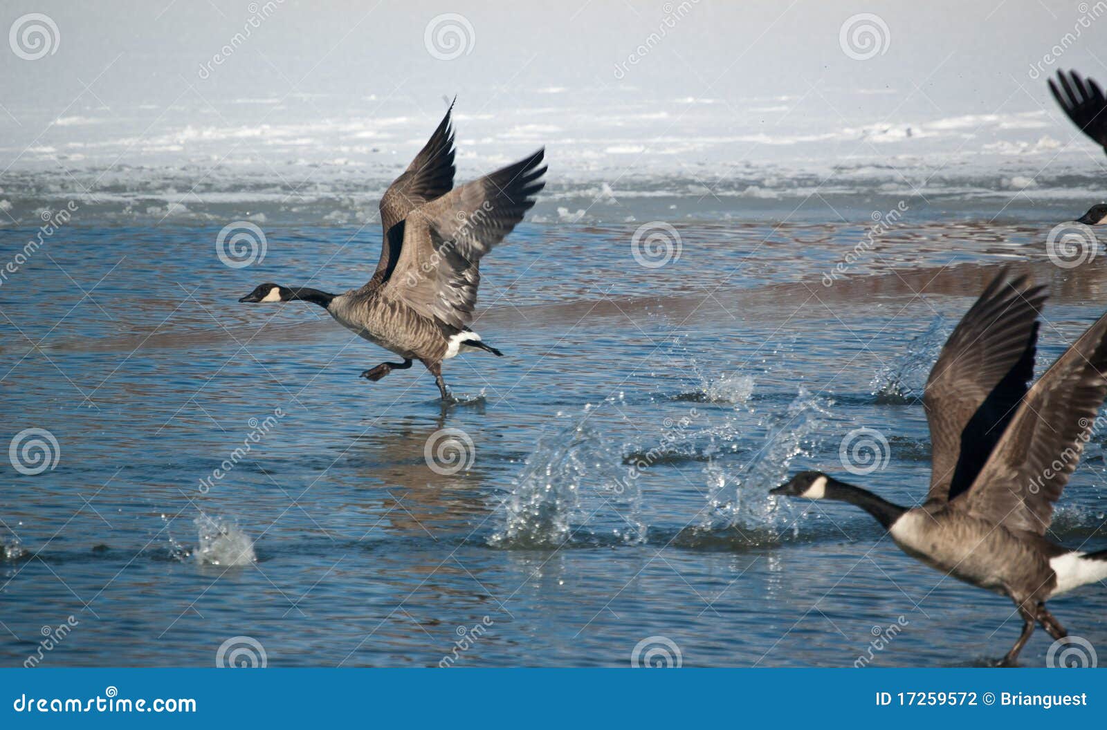 Canada Geese Taking Off stock photo. Image of wings, goose - 17259572