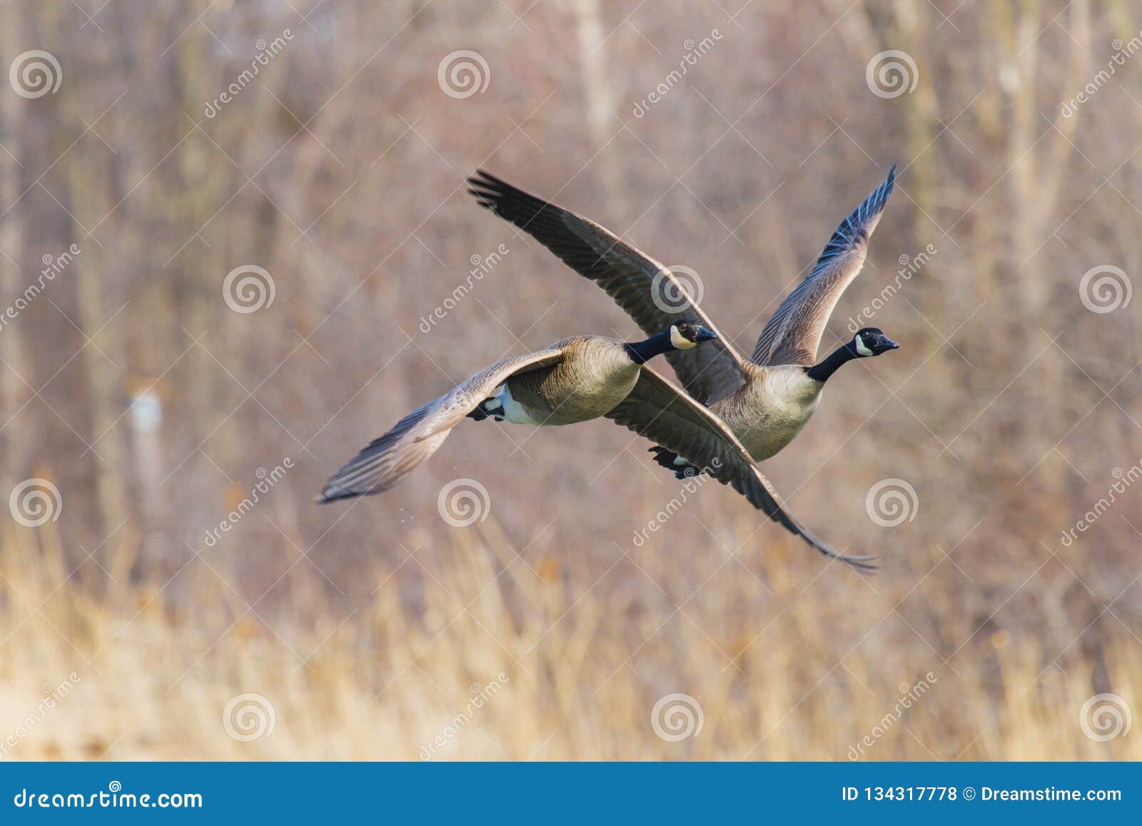 Canada Geese Taking Off a Lake in the Spring Stock Photo - Image of ...