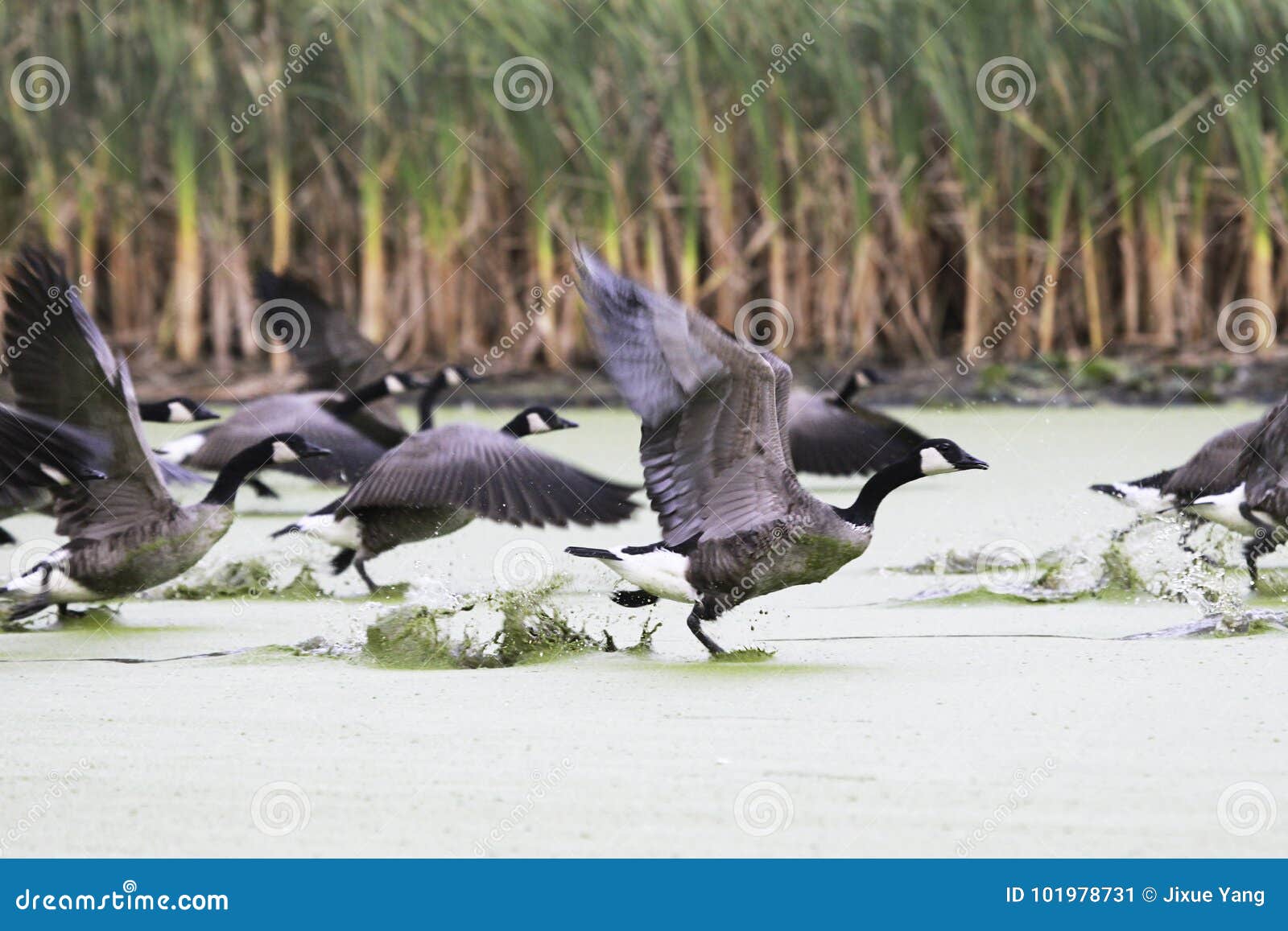 Canada Geese Taking Off stock image. Image of nature - 101978731