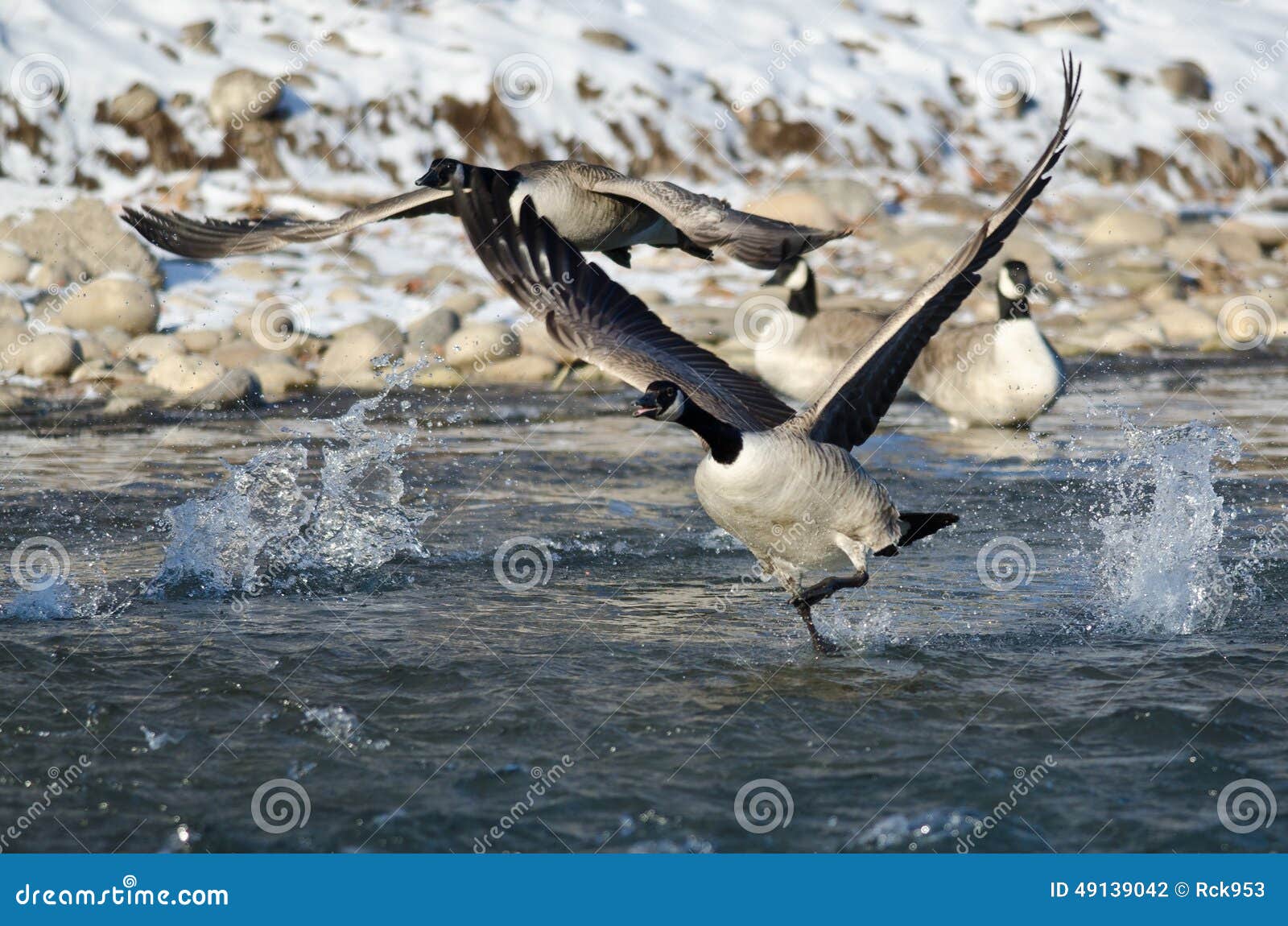 Canada Geese Taking Off from a Winter River Stock Photo - Image of ...
