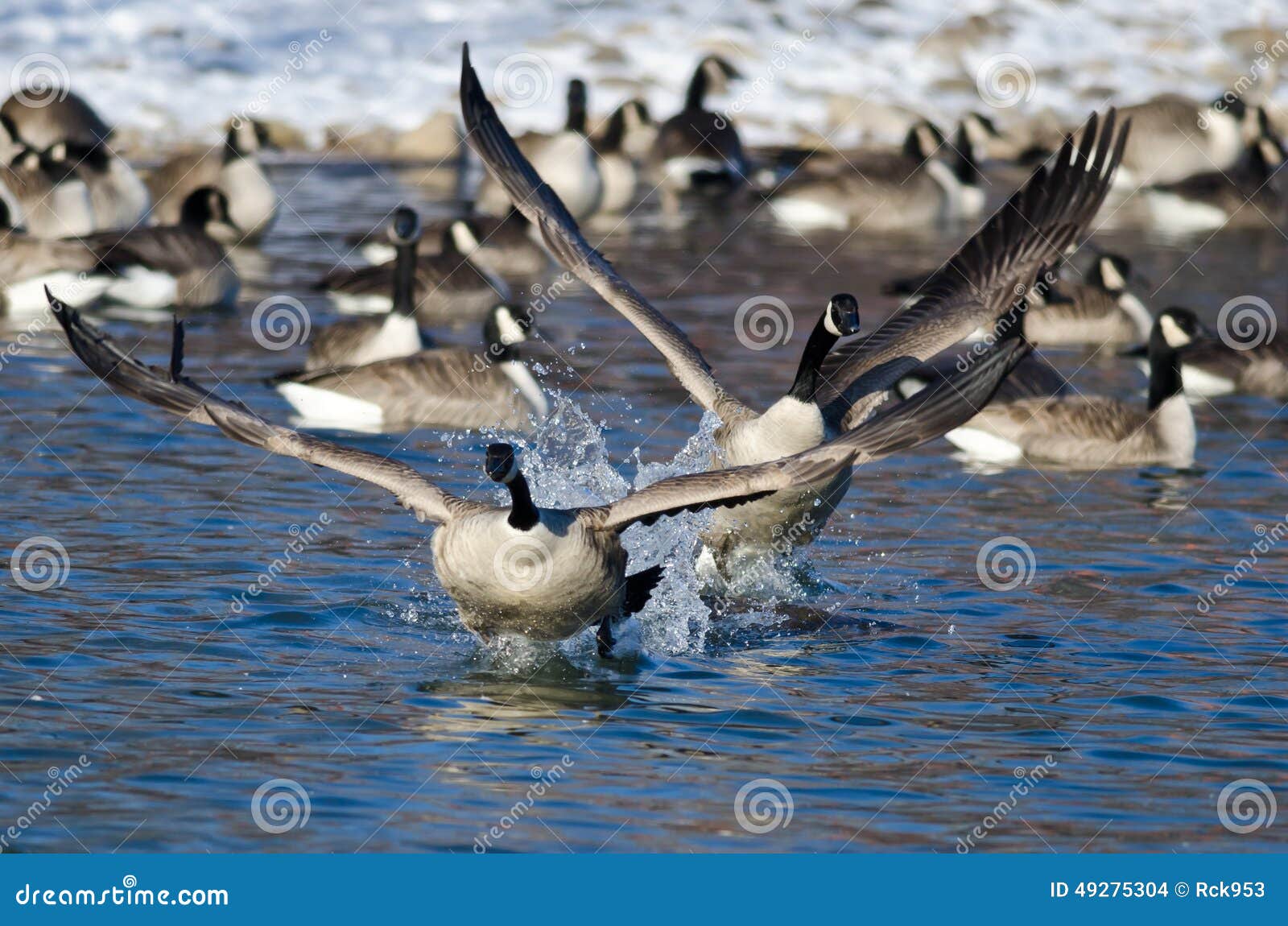 Canada Geese Taking Off from a Winter River Stock Photo - Image of snow ...