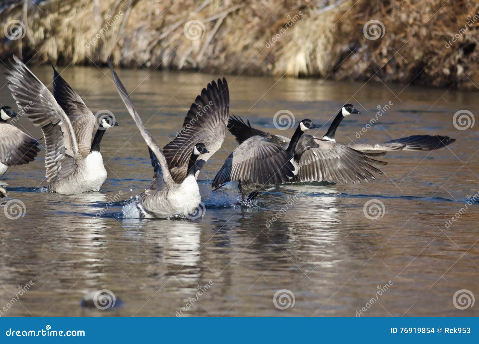 Canada Geese Taking To Flight from the River Stock Photo - Image of ...