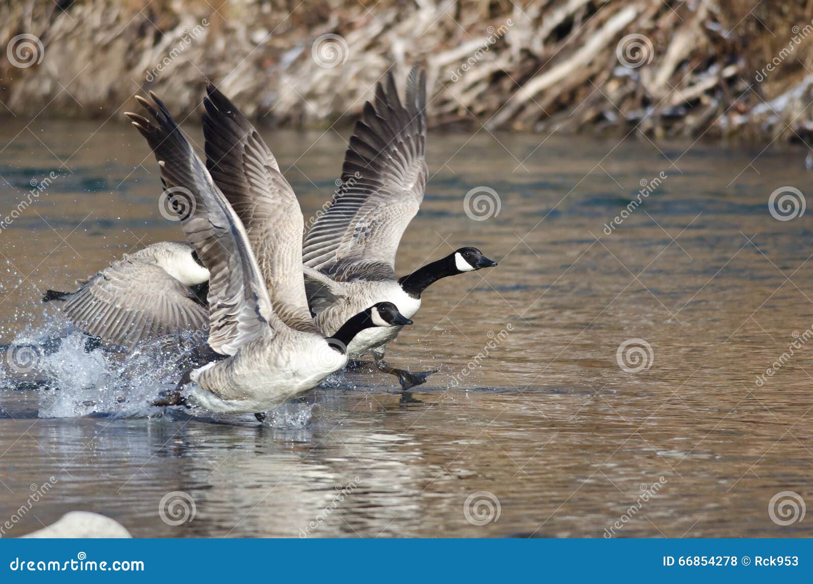 Canada Geese Taking To Flight from the River Stock Photo - Image of ...
