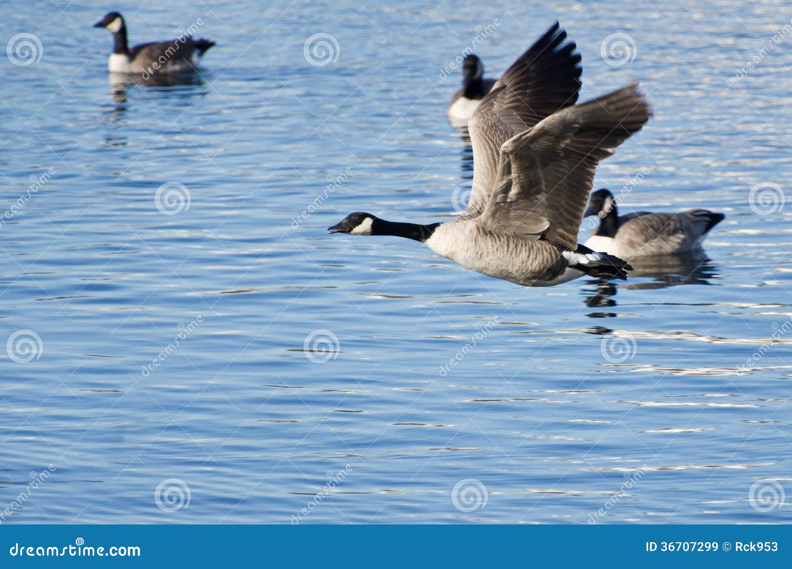 Canada Geese Taking To Flight Stock Image - Image of goose, bird: 36707299