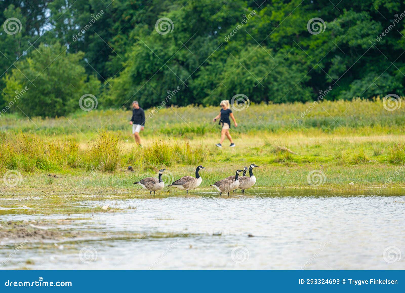 Canada Geese Wading in a Pond in Front of People Walking on a Path ...