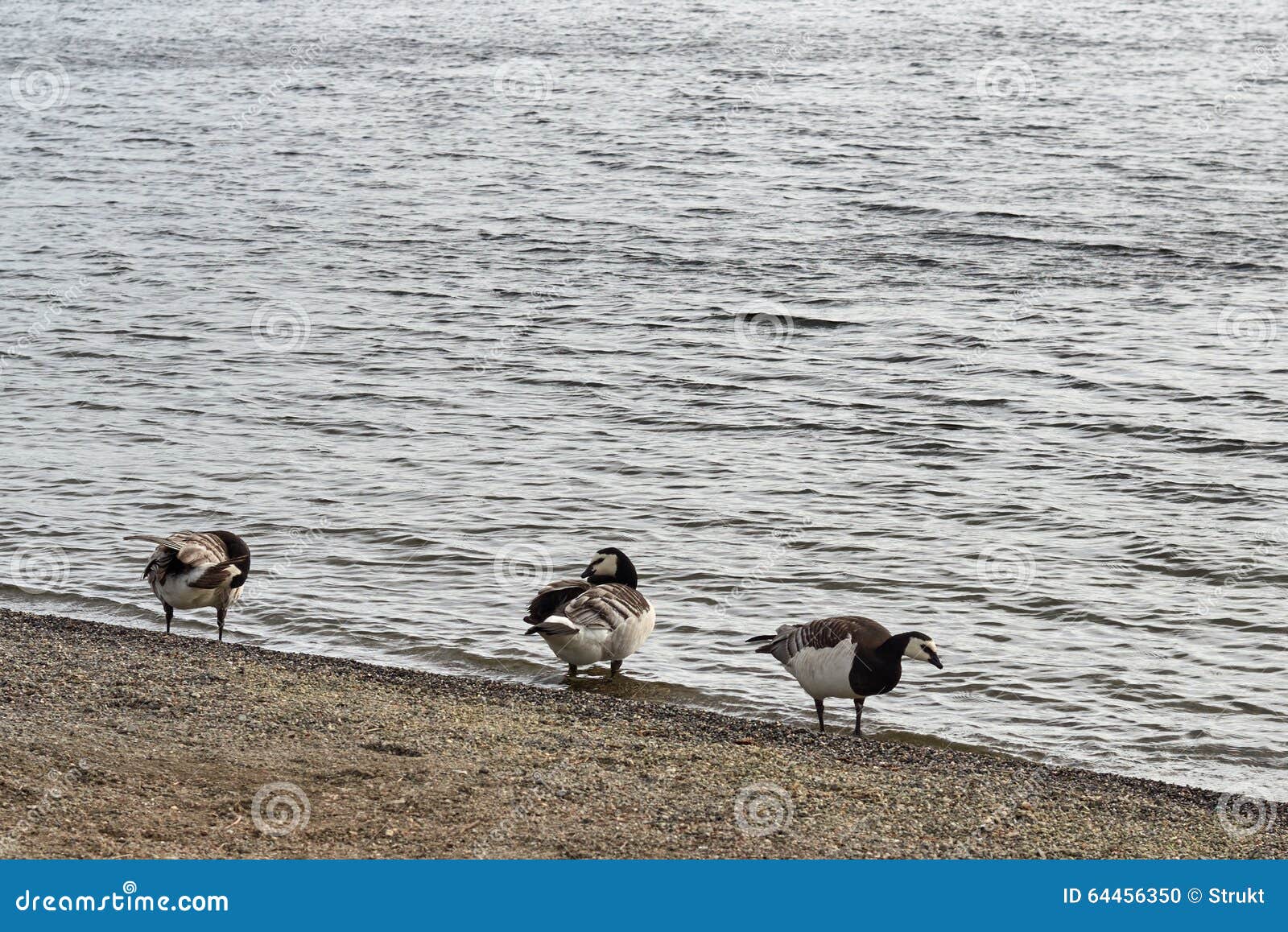 Canada geese walking stock photo. Image of reading, waterfowl - 64456350