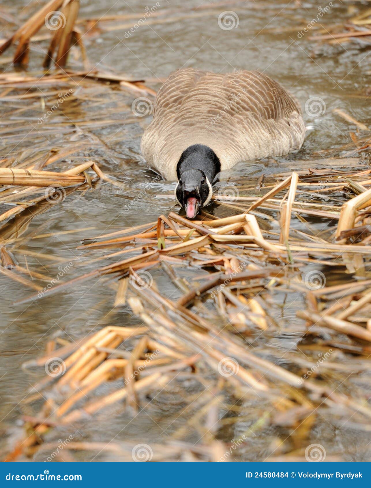 Canada geese in water stock photo. Image of green, nature - 24580484