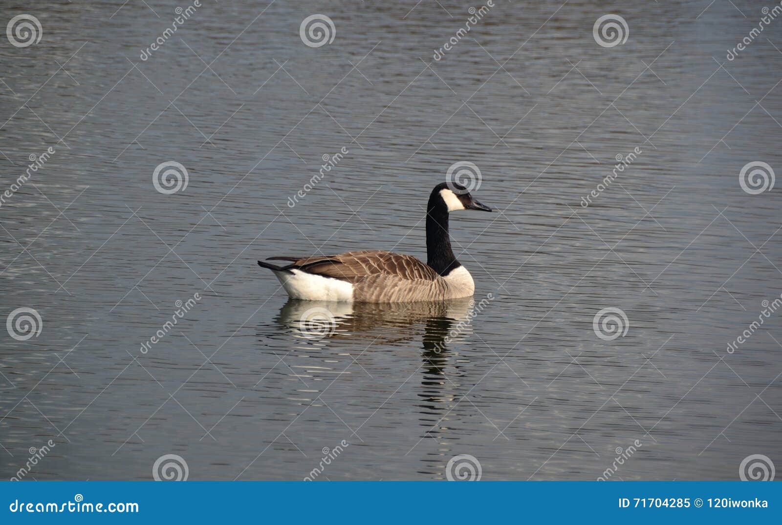 Canada Geese stock image. Image of flock, wild, fowl - 71704285