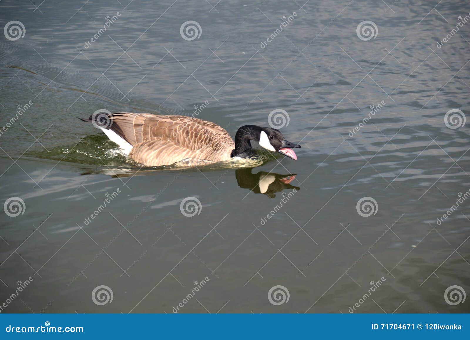 Canada Geese stock image. Image of canadian, ducks, gander - 71704671