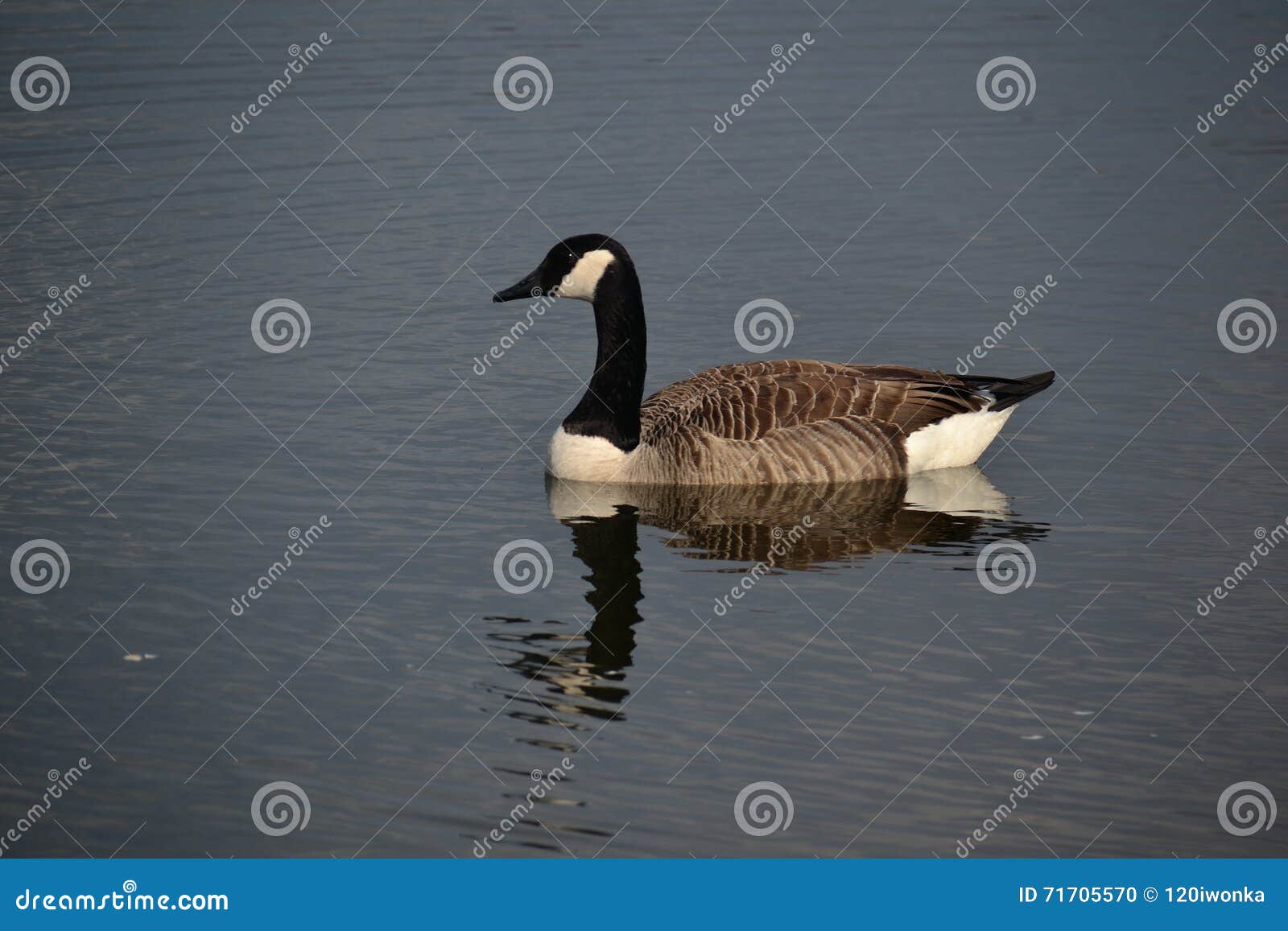 Canada Geese stock photo. Image of grass, avian, canada - 71705570