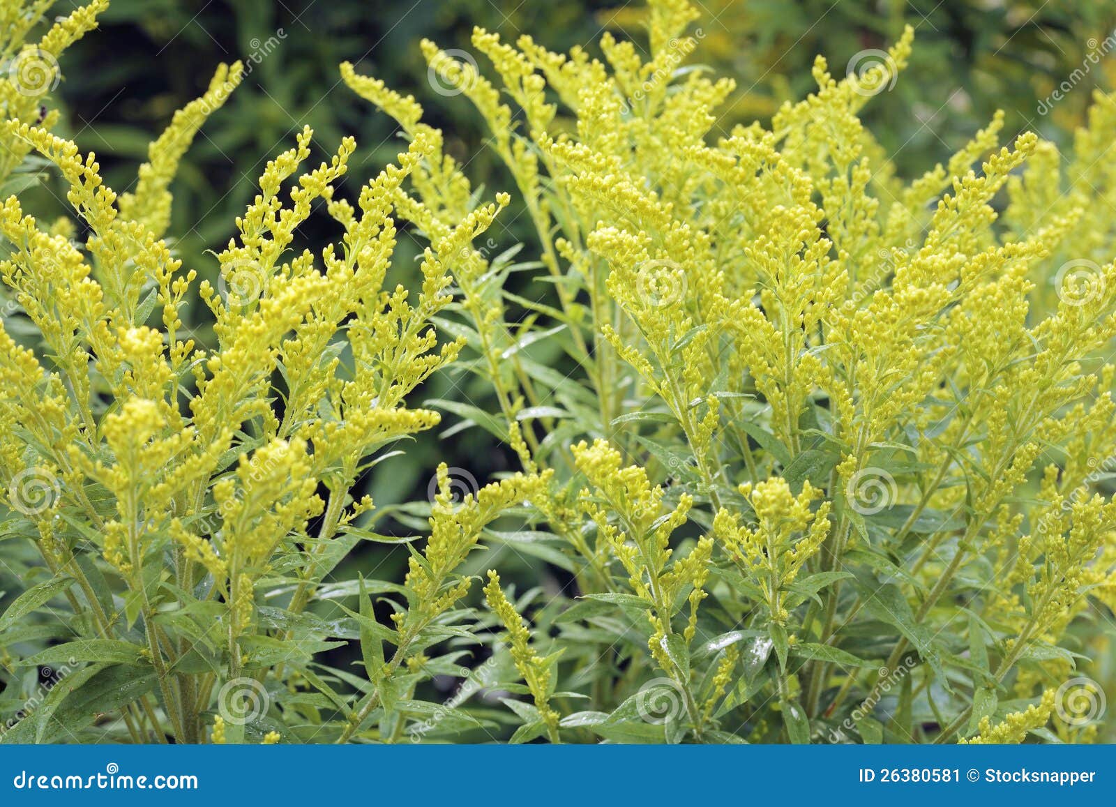 Canada goldenrod stock image. Image of solidago, medicinal - 26380581