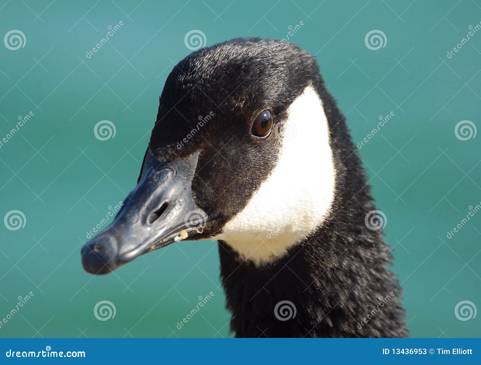 Canada Goose stock image. Image of close, face, headshot - 13436953
