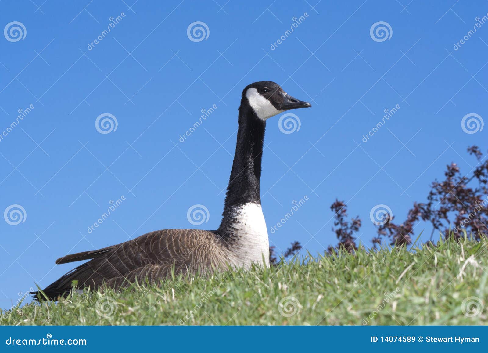 Canada Goose stock image. Image of canadensis, field - 14074589