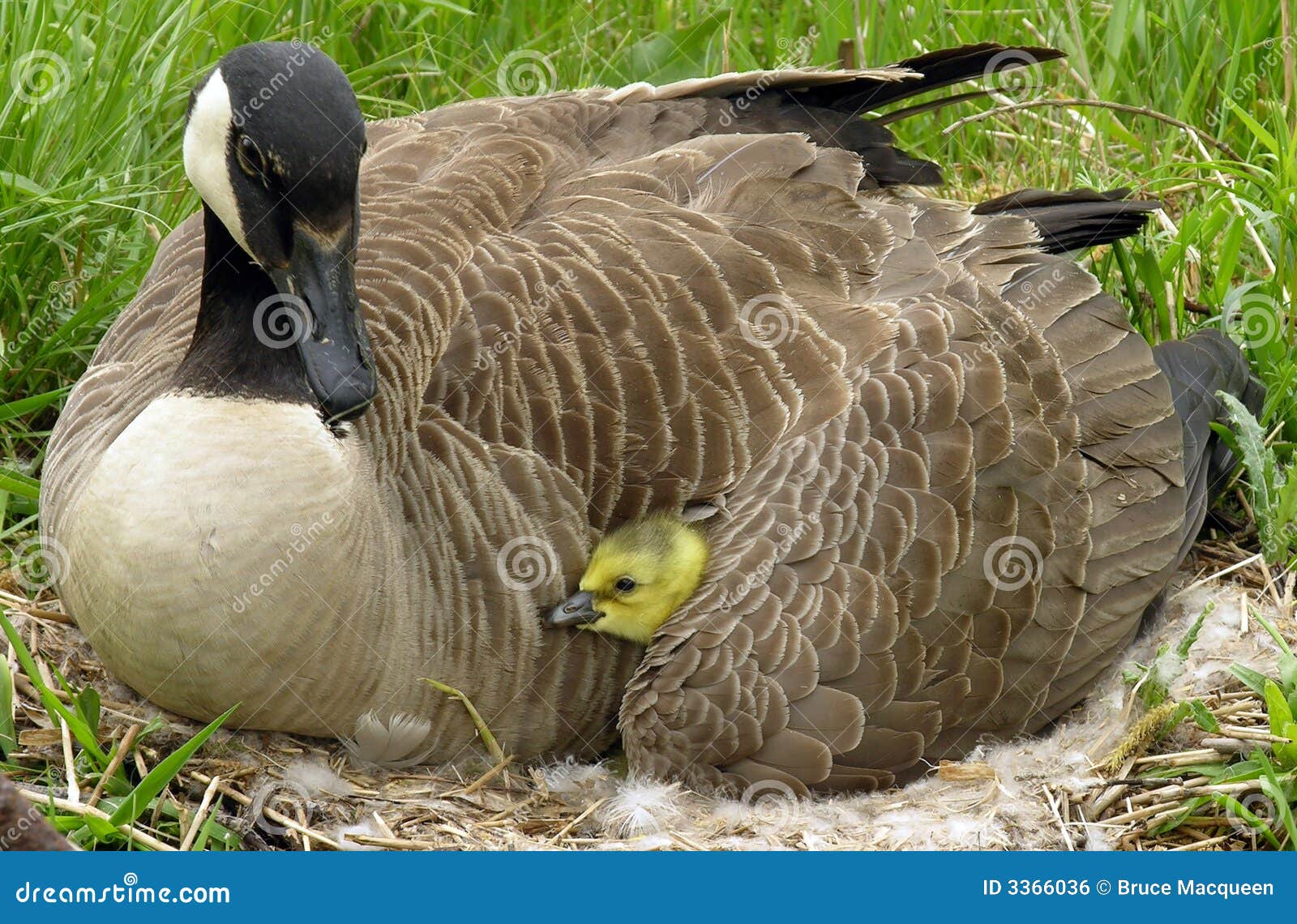 Canada Goose stock photo. Image of lakes, ponds, gosling - 3366036