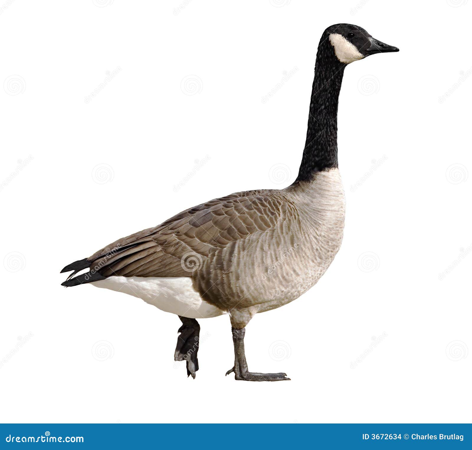 Canada Goose stock photo. Image of animal, ornithology - 3672634