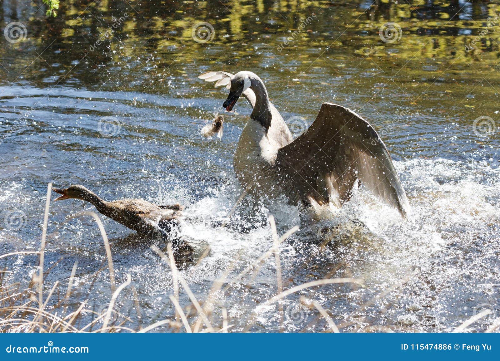 A Canada Goose Attacking a Mallard Stock Photo - Image of goose ...