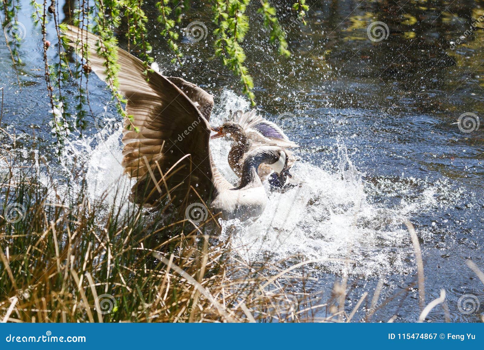 A Canada Goose Attacking a Mallard Stock Image - Image of bird, goose ...