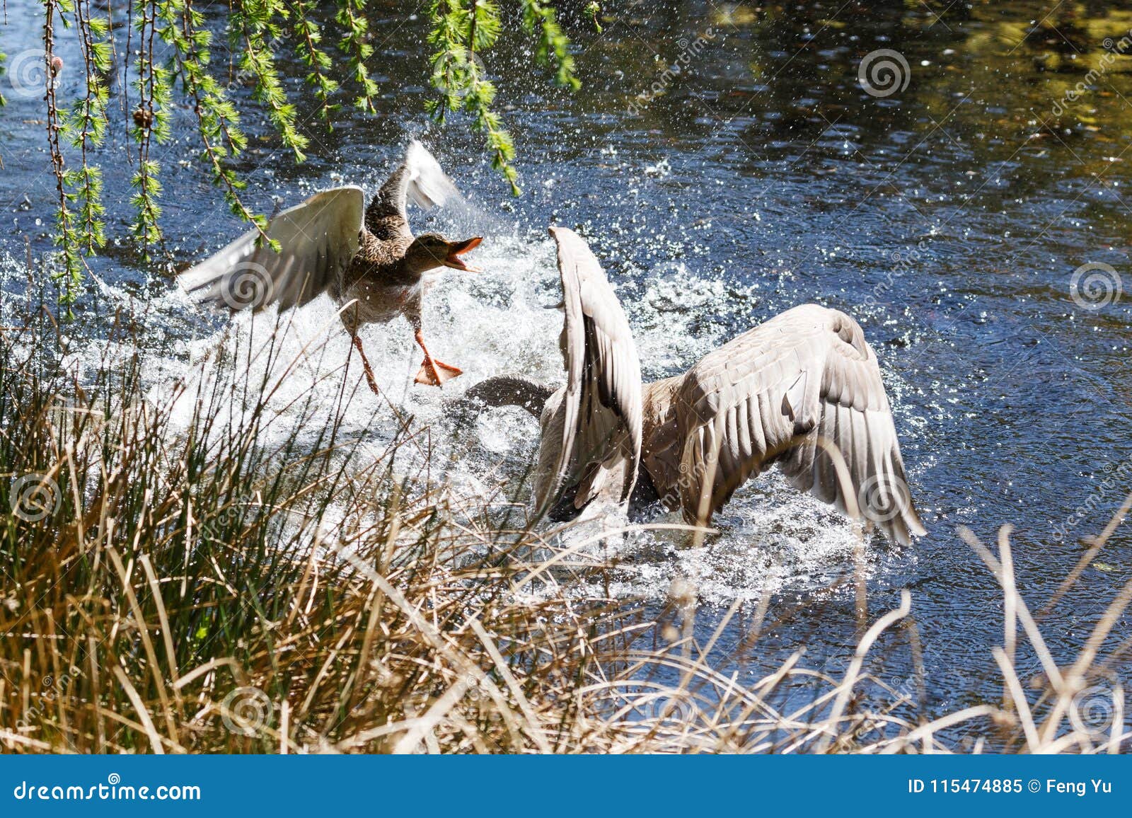 A Canada Goose Attacking a Mallard Stock Image - Image of fighting ...
