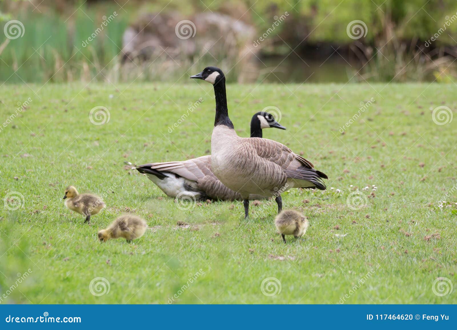 Canada goose baby stock photo. Image of baby, nature - 117464620