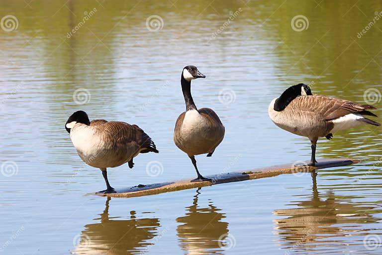 Canada Goose Ballet stock image. Image of beak, feathers - 14327879
