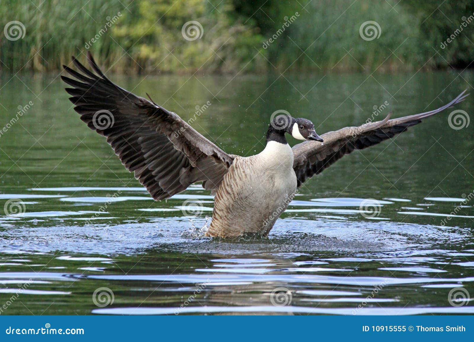 Canada goose bird stock image. Image of waterfowl, stream - 10915555
