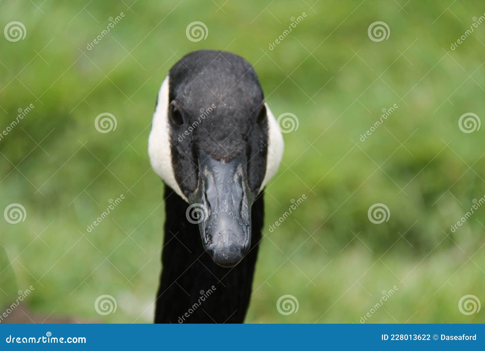 Canada Goose Bird. stock photo. Image of geese, nature - 228013622