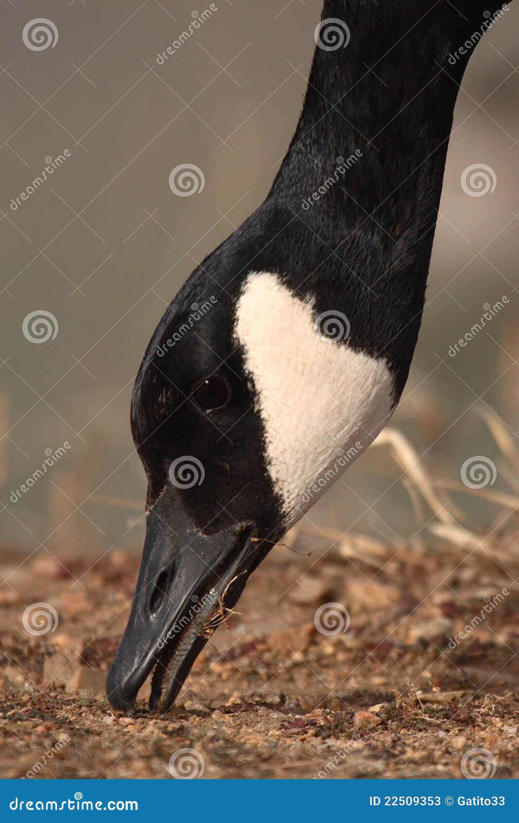 Canada Goose Bite To Eat stock image. Image of nature - 22509353