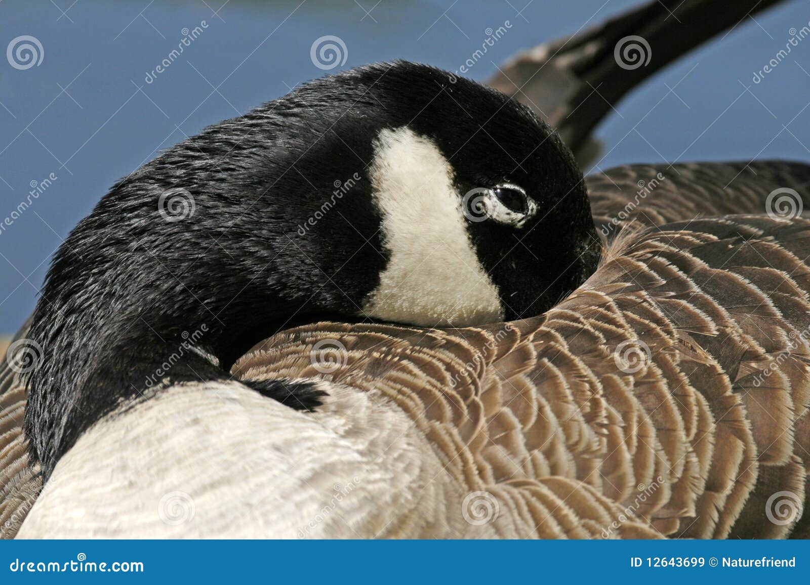 Canada Goose, Branta Canadensis Stock Image - Image of brown, color ...