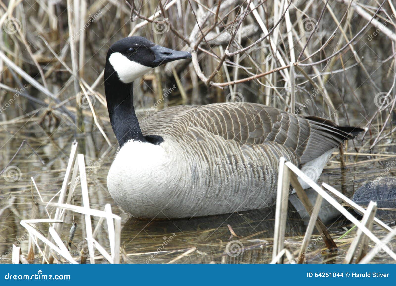 Canada Goose, Branta Canadensis Stock Photo - Image of white, feather ...