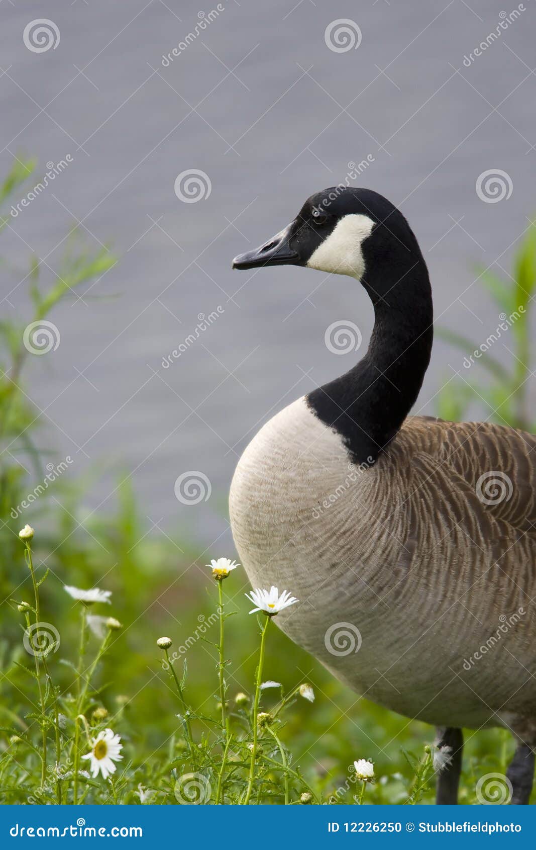 Branta Canadensis Royalty-Free Stock Photography | CartoonDealer.com ...